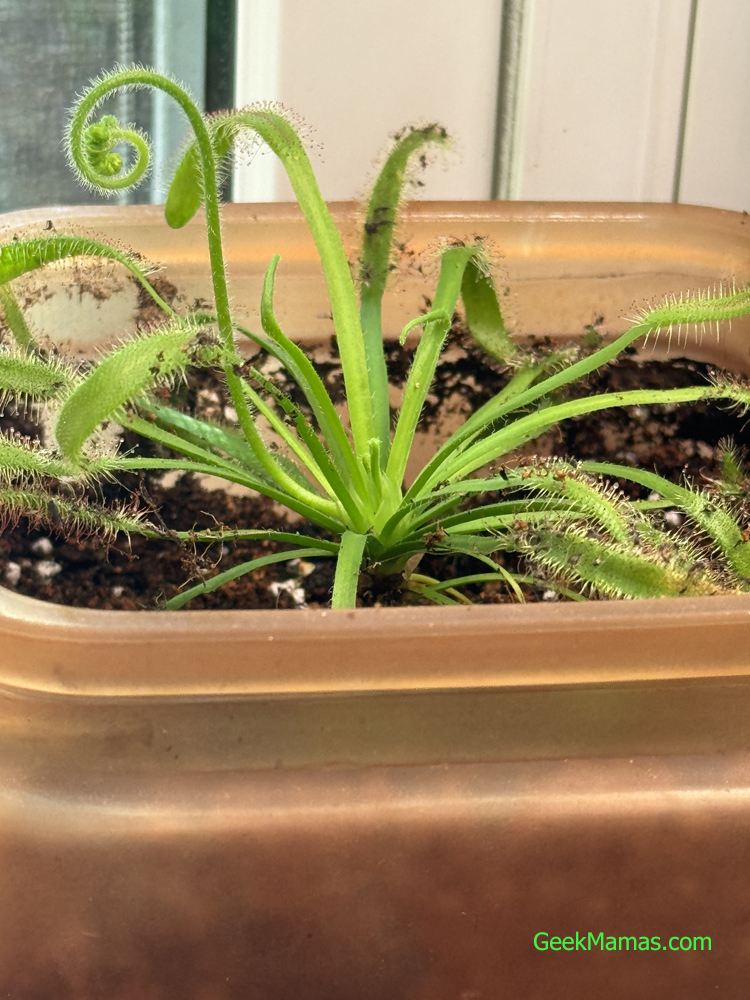 Keep Gnats Away Naturally with a Sundew - Geek Mamas