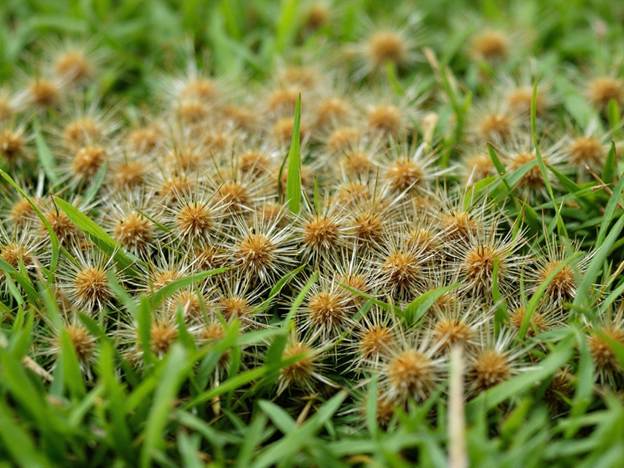 How to Get Rid of Grass Burrs in Lawn? - Geek Mamas
