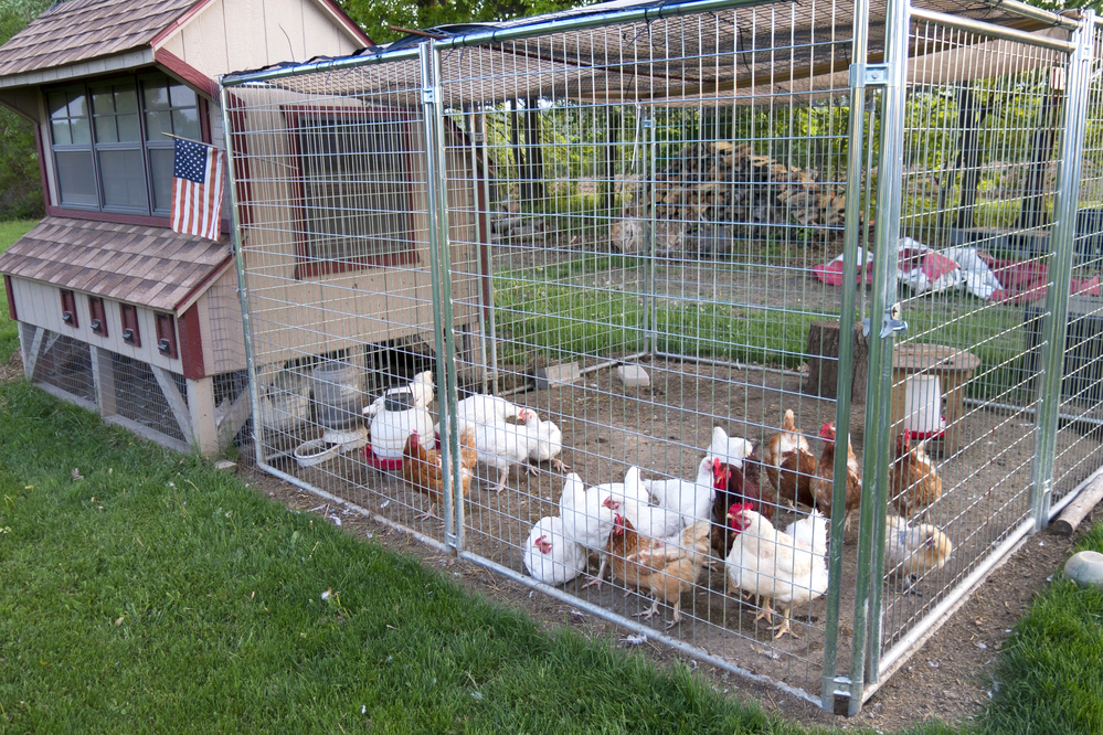 Best Chicken Coop Designs for Small Spaces - Geek Mamas