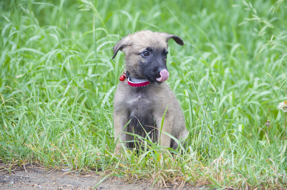 Pet Care: How to Prevent Accidental Poisoning in Your Yard - Geek Mamas